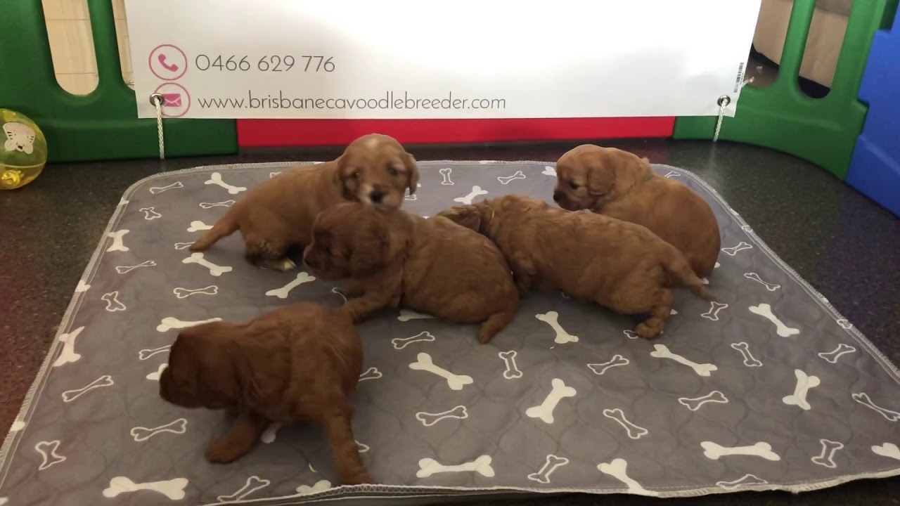 Our Baby Cavoodles Very First Steps at Angie’s Cavoodles - YouTube
