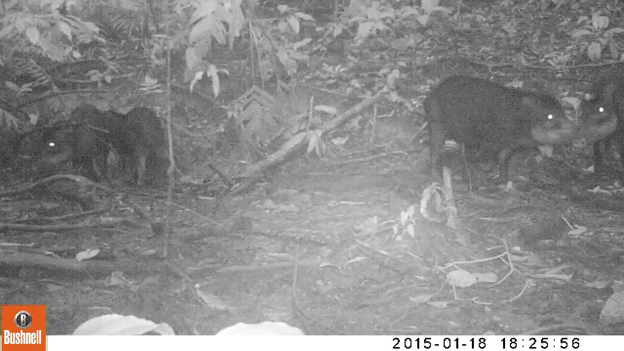 Puerco de monte 1 SHU - YouTube
