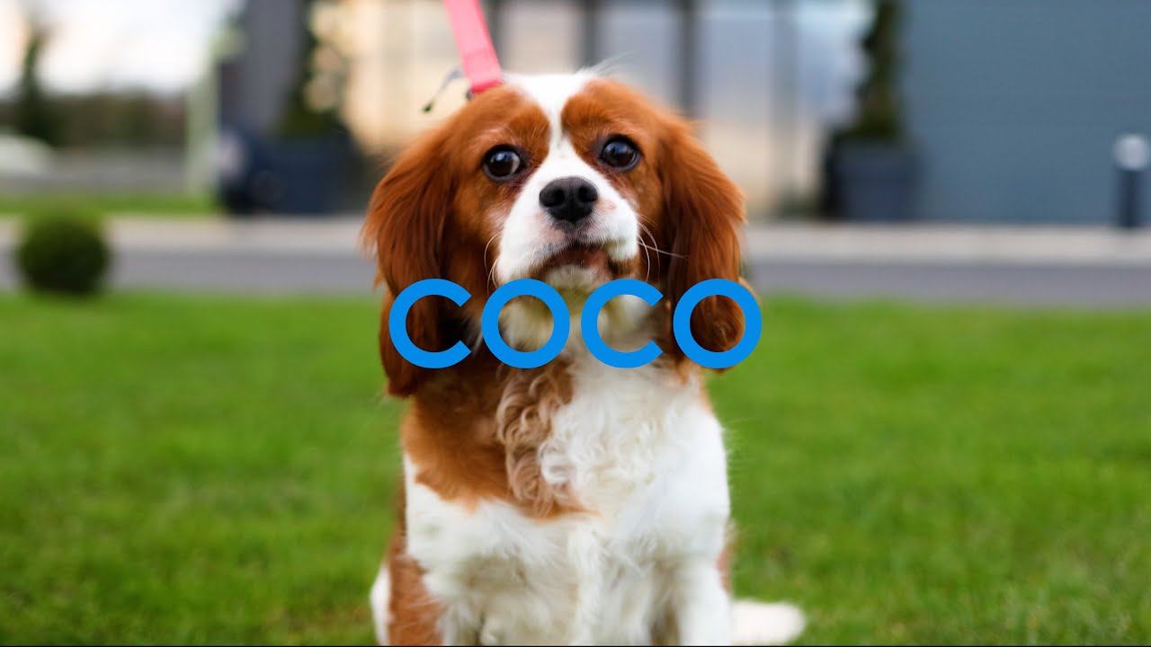 A&T Trained Dogs Coco - YouTube
