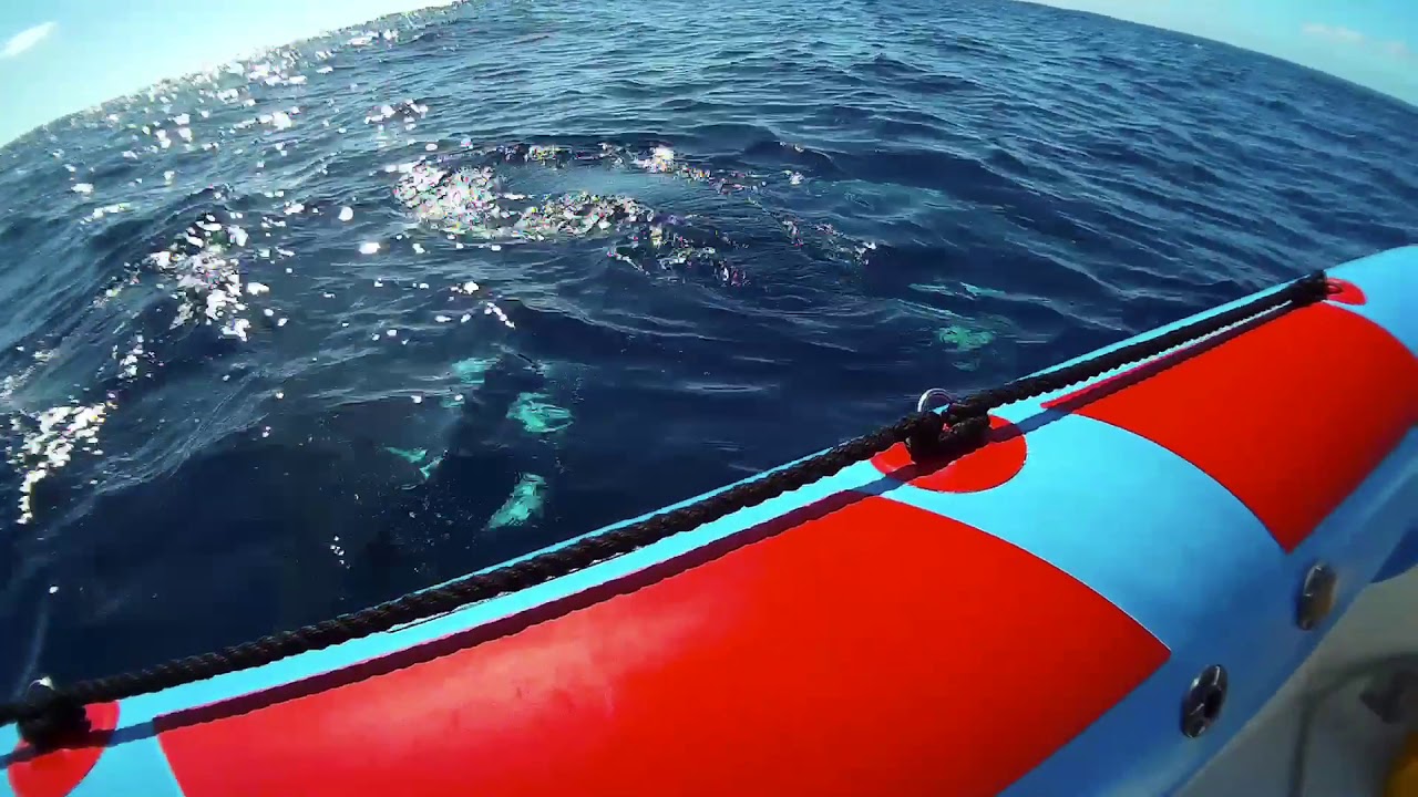 Magic Dolphin watching Funchal Madeira March 2019 - YouTube