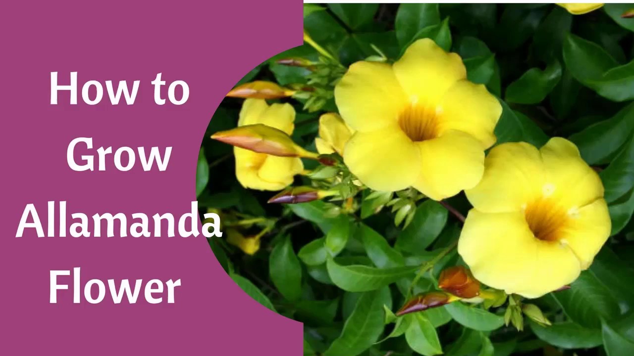 How to grow Allamanda Summer flower plant care & tips - YouTube
