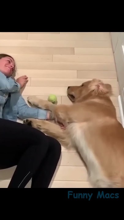 Funny Dogs Compilation 3 - Short 1 - Funny Macs - #cute #funny #dogs #pets - YouTube