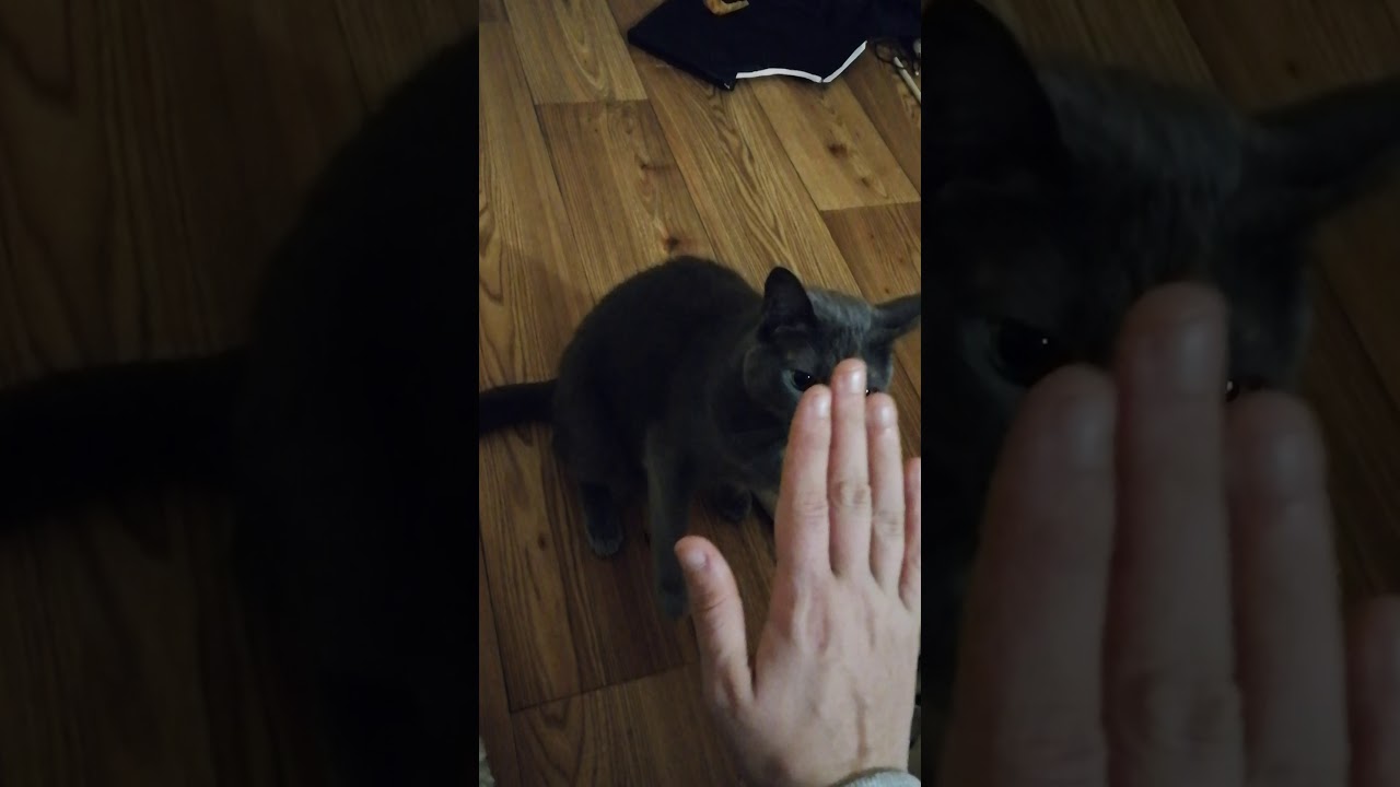 Cat doing tricks - YouTube