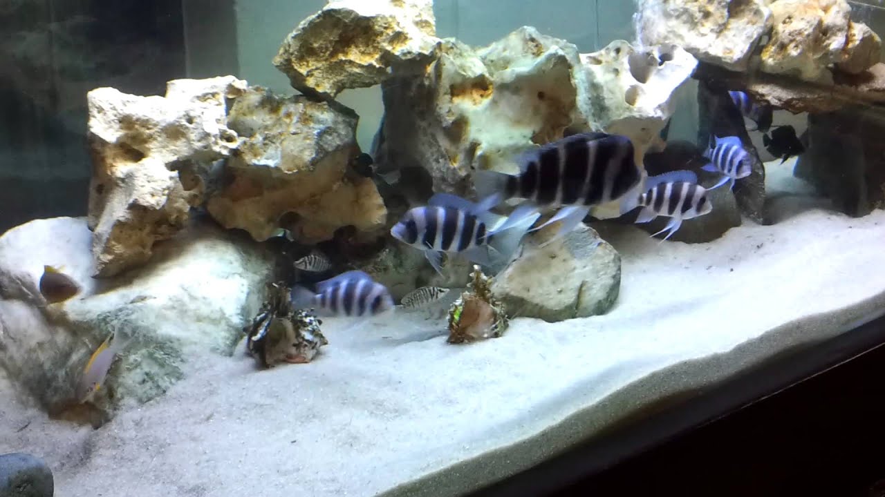 The 180 gallon Frontosa tank - no background - YouTube