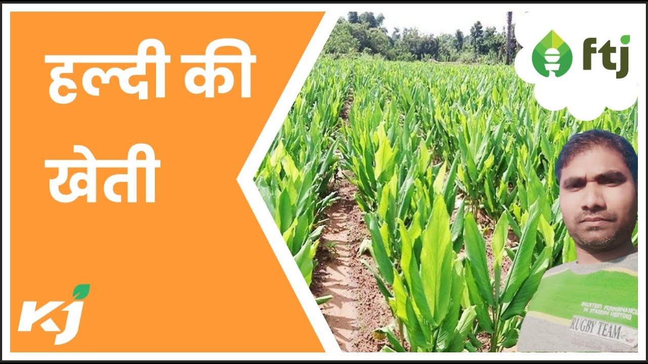 Full Information:- कैसे उगाये Easily हल्दी | Haldi Ki Kheti Kab Or ...