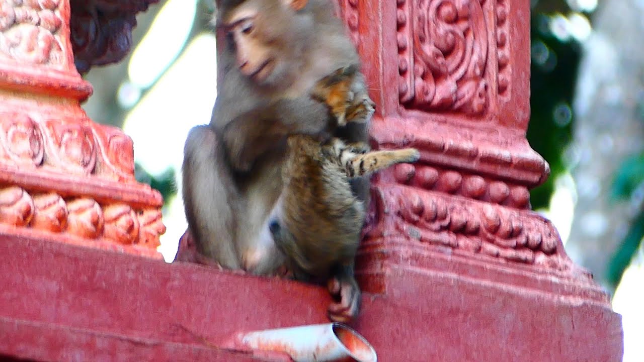 What amazing monkey Jacson catch the cat - YouTube