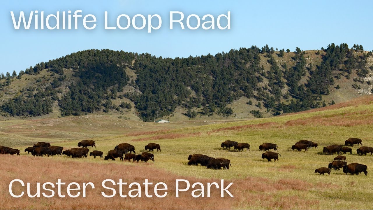 Wildlife Loop Road in Custer State Park | Bison & Scenic Views in 4K ...