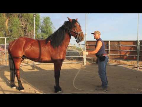 Training a wild mustang horse ~ groundwork in the first 30 days - YouTube