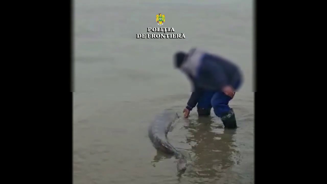 Sturion de 140 kg, redat mediului natural - YouTube