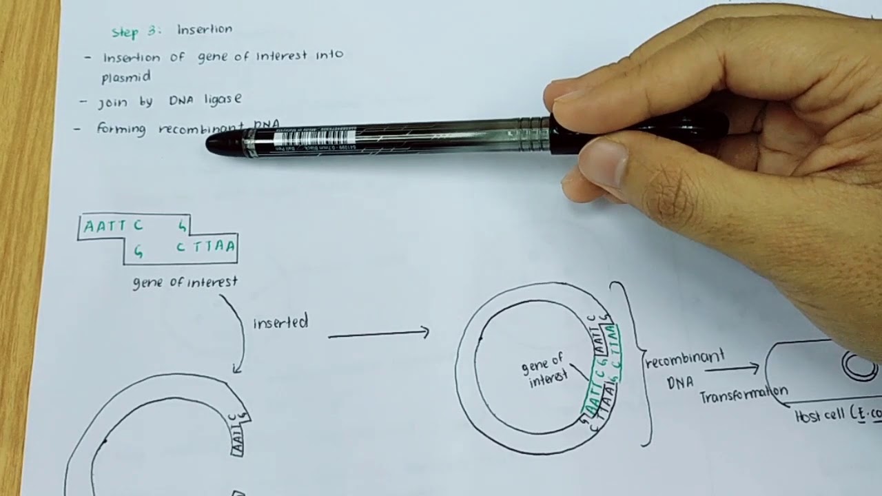 Chapter 8- Steps in gene cloning - YouTube