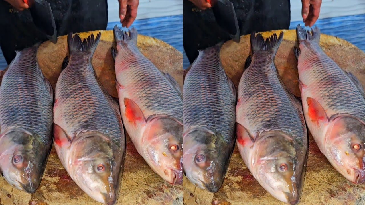Fish cutting, Rahu fish cutting skills!! Sagar fish hoodi Bangalore ...