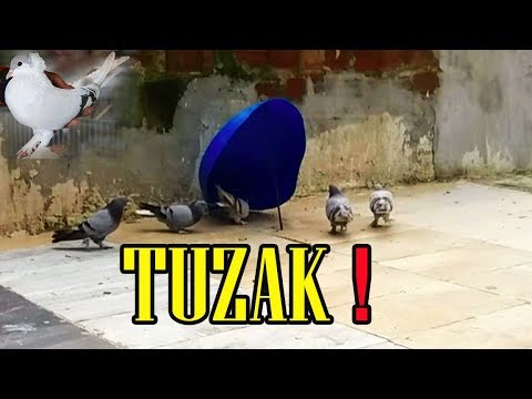 BASİT GÜVERCİN TUZAĞI İŞE YARADI MI? Pigeon Trap - How To Trap/Catch Pigeons - Best Bird Trap