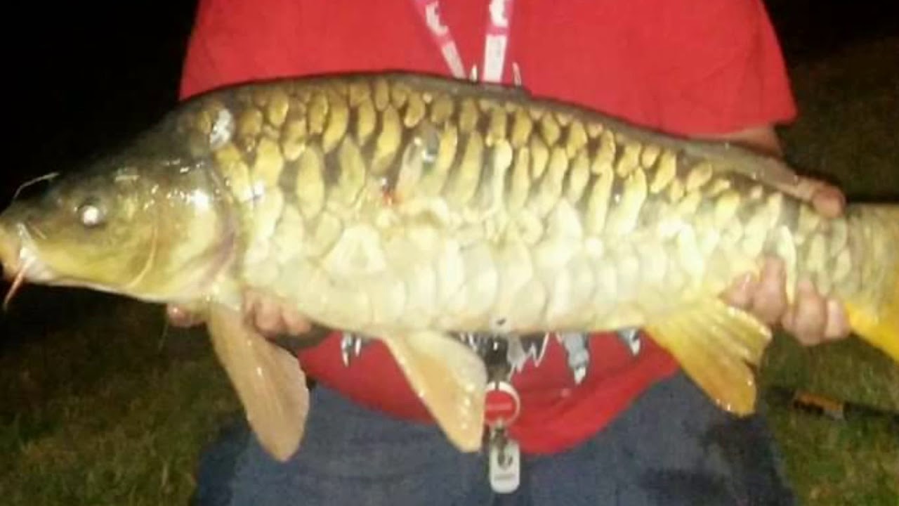 Flip the rat digital release wait let's rewind... - YouTube