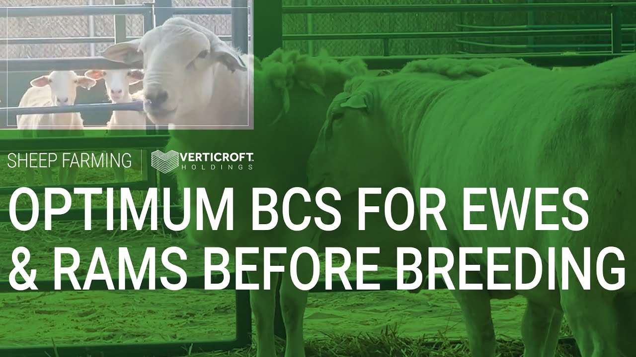 Optimum BCS For EWES & RAMS Before Breeding | Sheep Farming ...