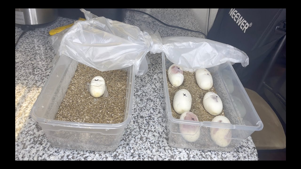 Both of My Female Ball Pythons Laid EGGS - YouTube