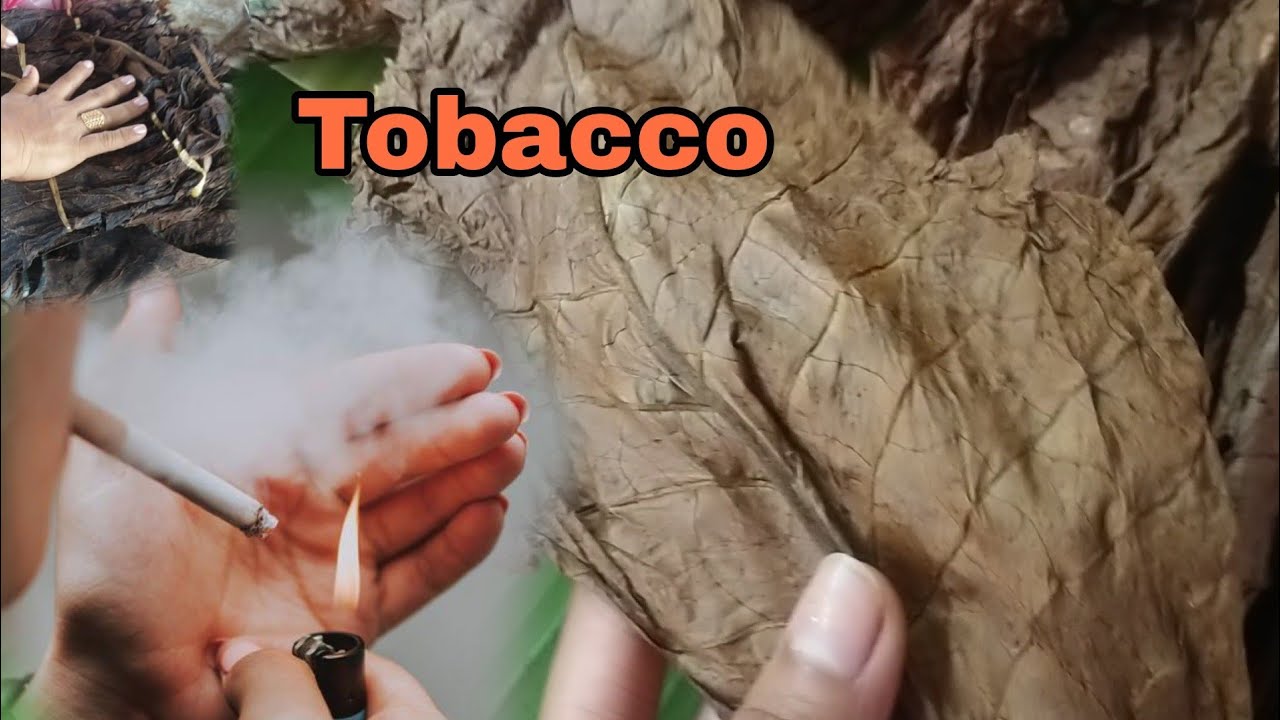 Native tabacco from Luzon and Visayas, Philippines 🇵🇭 - YouTube