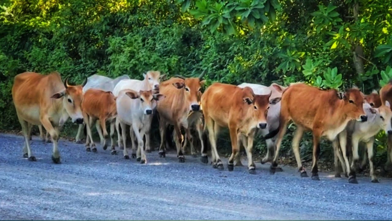 herding tame cows to the stables, tame cows, the sound of cows, cows ...