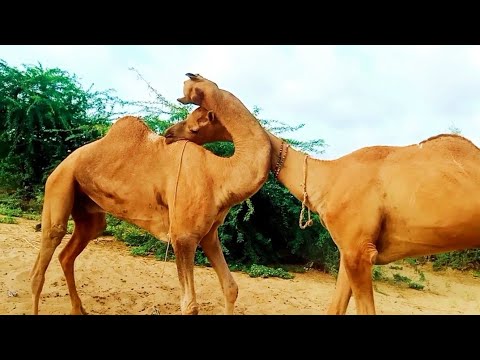 Two Angry Camels Amazing Fight In Desert Area || ||Desert Vediography1 ...