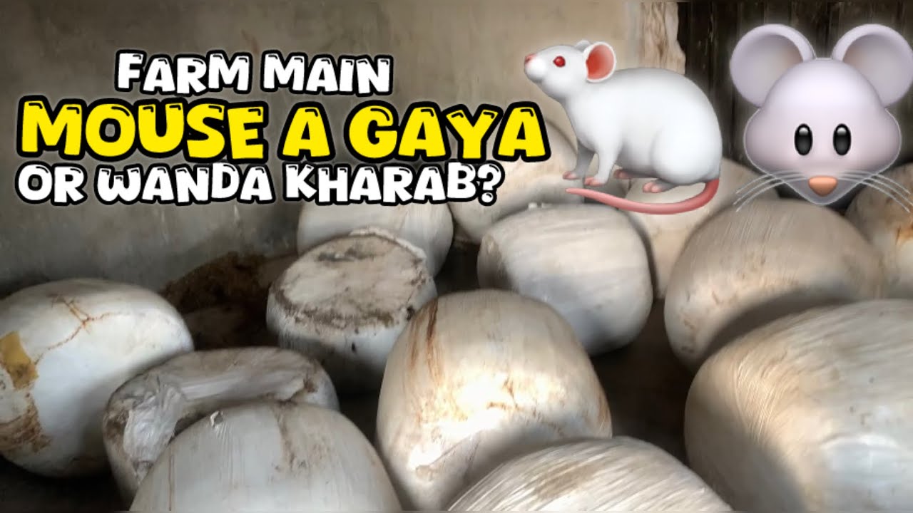 Wanda kharab kar raha ha mouse 🐁 - YouTube