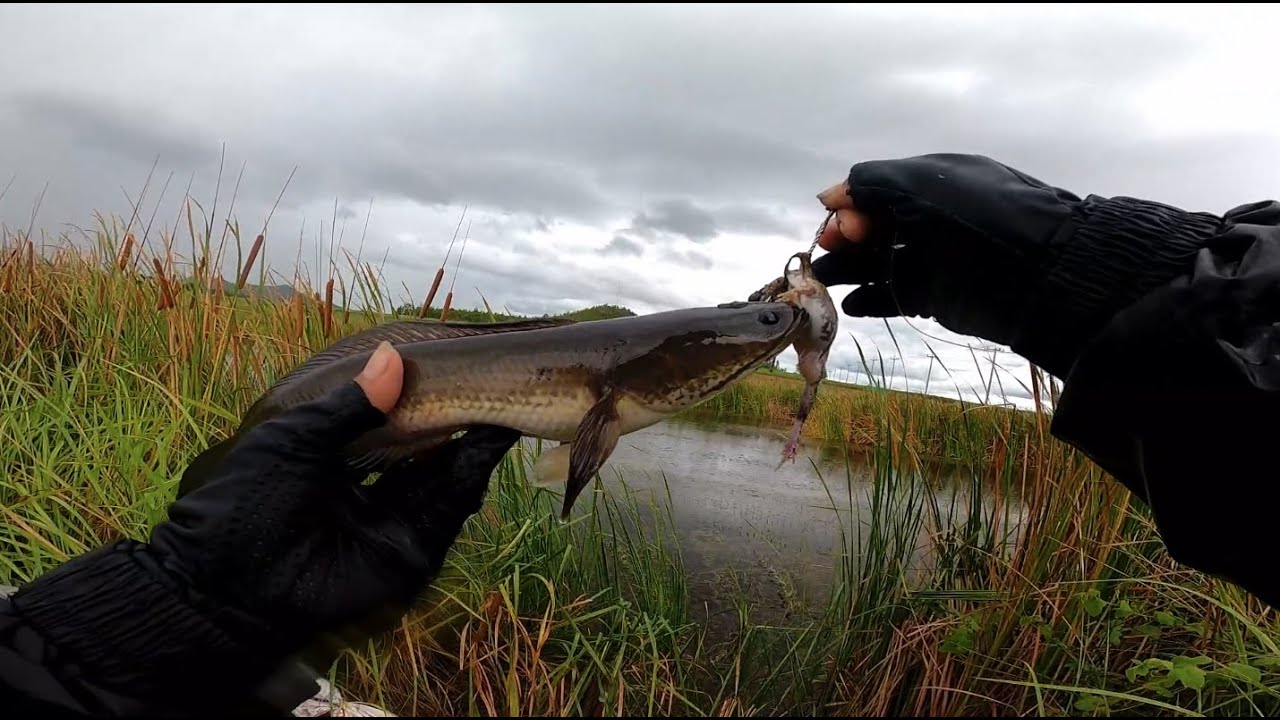 Striped Snakehead Fly Fishing / បបក់ត្រីរ៉ស់ Ep09 #bassfishing # ...