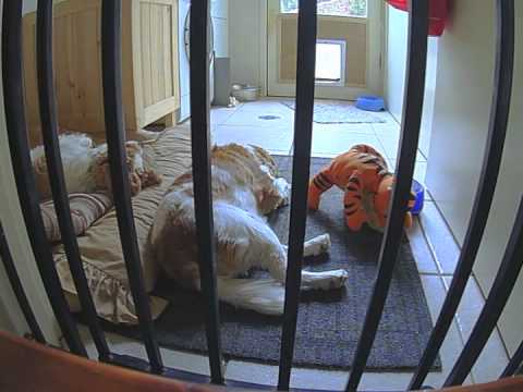 Time Lapse - Dogs waiting - YouTube
