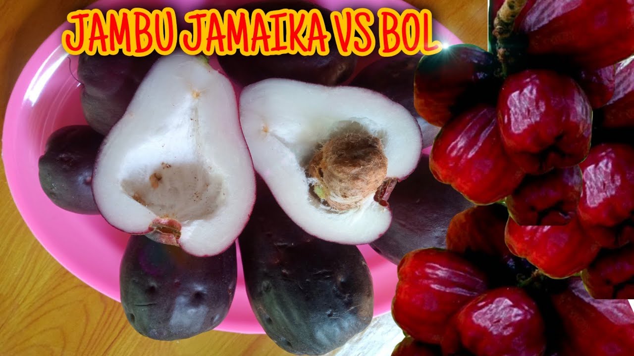 PERBEDAAN JAMBU BOL dan JAMBU JAMAIKA - YouTube