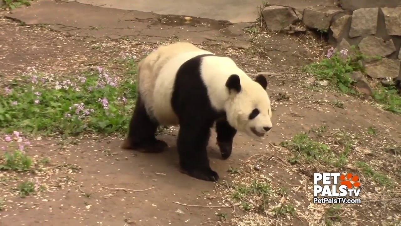 Pandas Get Up Close Personal YouTube Pandas Get Up Close Personal YouTube