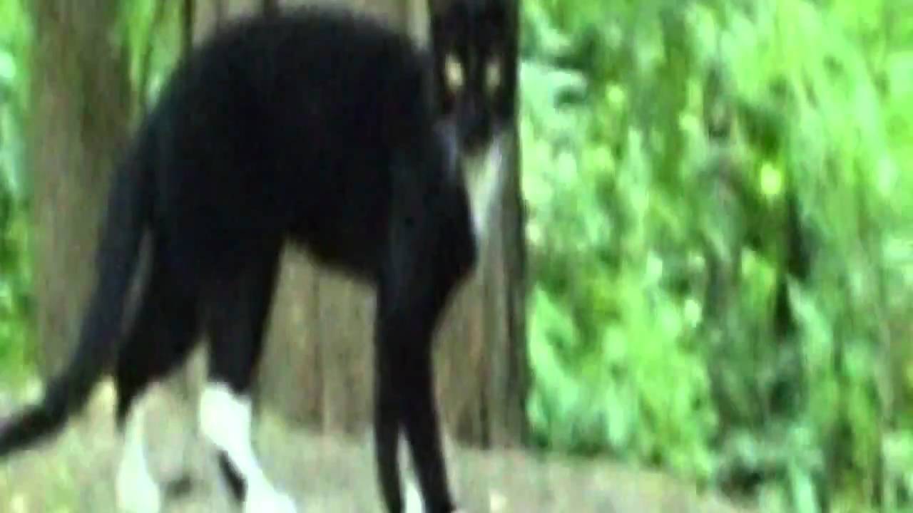 Alien Big Cat in Derbyshire? - YouTube