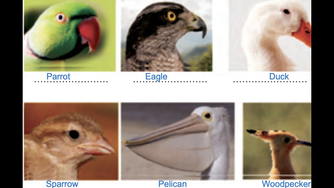 Class 4 PSEB My World (Environmental Studies book)- Beaks and Teeth ...