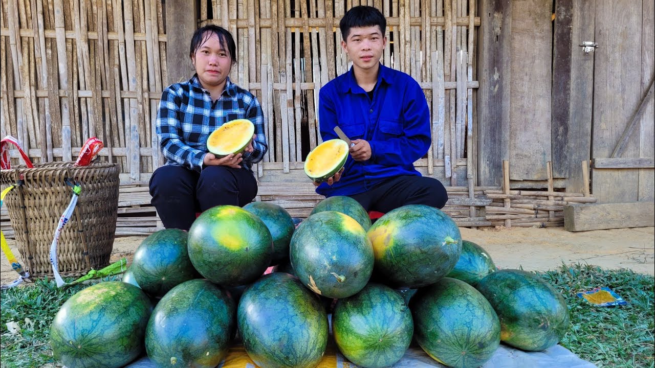 Harvest watermelon garden to bring to the market to sell, Dig a ...