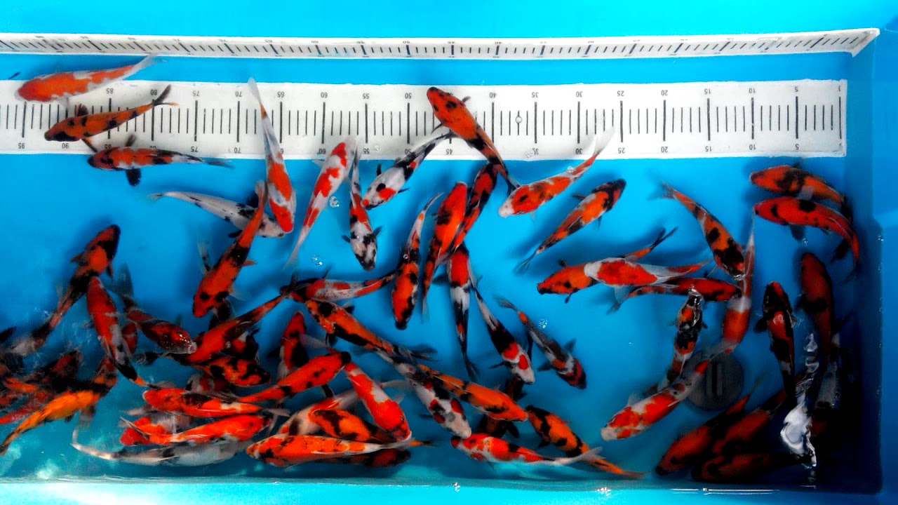 Ready Stock Bibit Ikan Koi Blitar size 15-17cm - YouTube