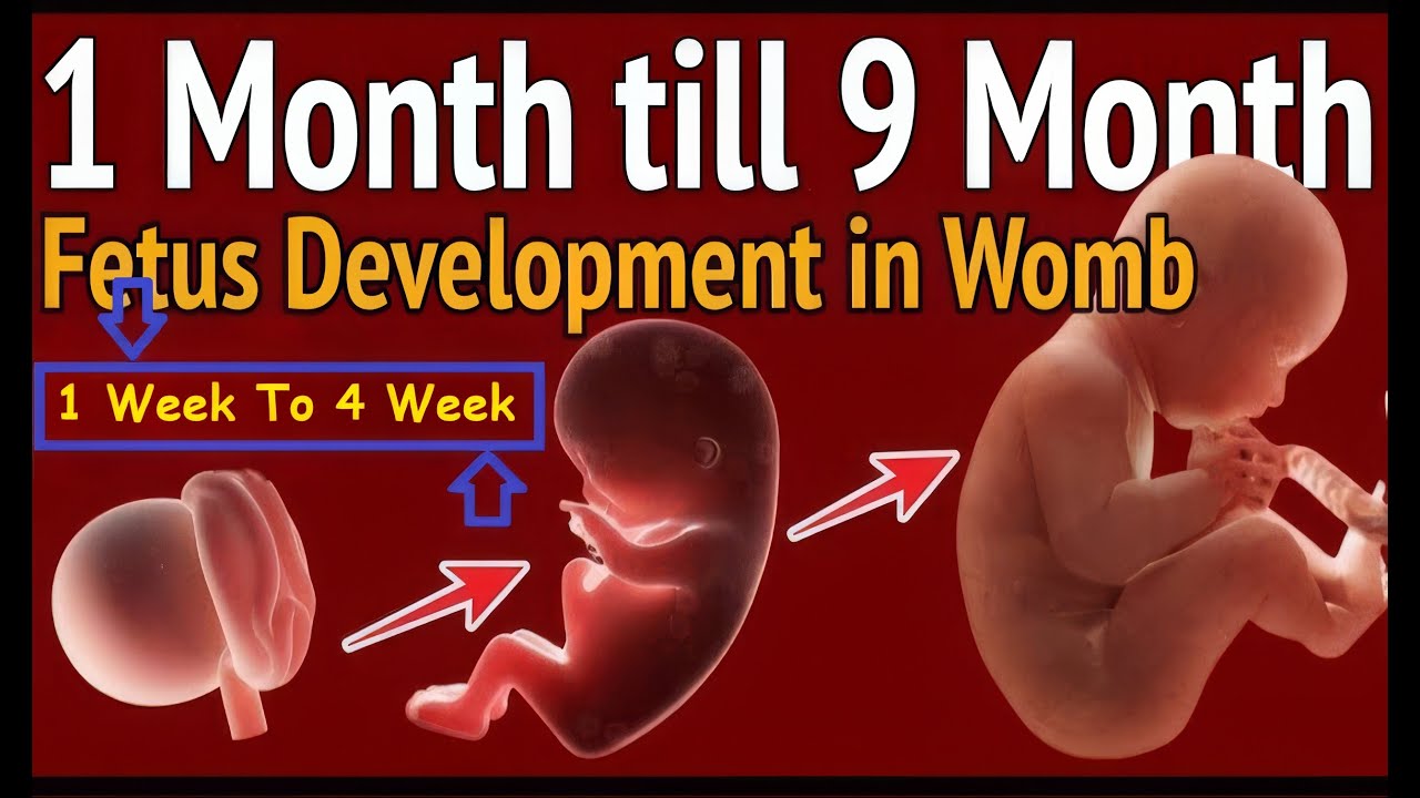 Fetal Development Week by Week (1st to 4th Week) | Baby Growth in the ...