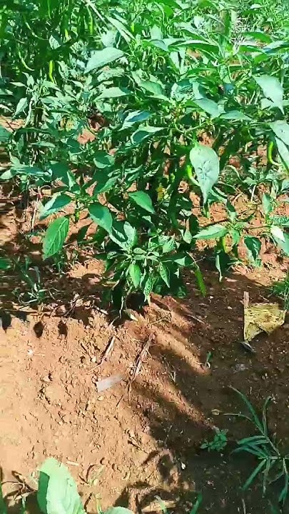 Harvesting Green Chilli..😍🌶️ #homegarden #nature #chilli #harvesting - YouTube