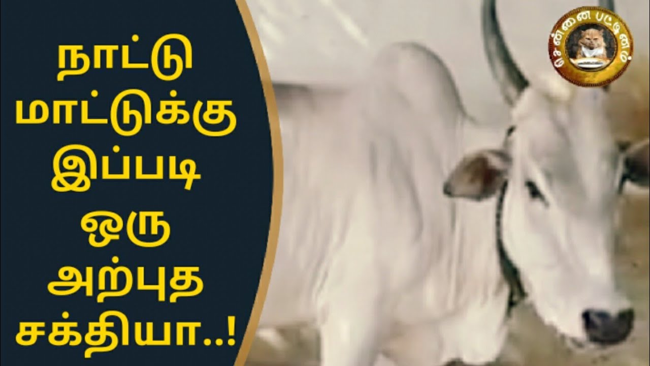 Power of Tamilnadu Cow ... நம்ம நாட்டு மாட்டுக்கு இப்படி ஒரு அற்புத ...