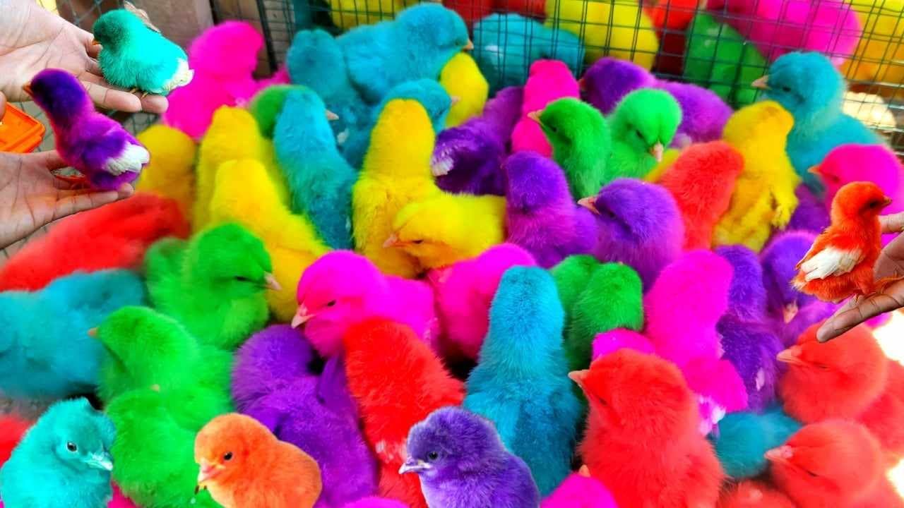 Tangkap Ayam Lucu Ayam warna warni, Ayam Rainbow, Bebek angsa, hewan ...