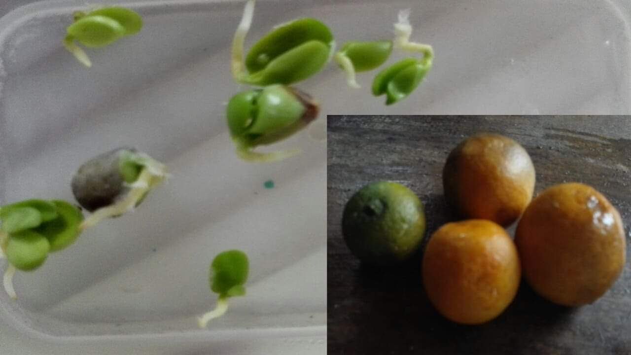How seed germination on paper towel /Calamansi planting on garden soil ...