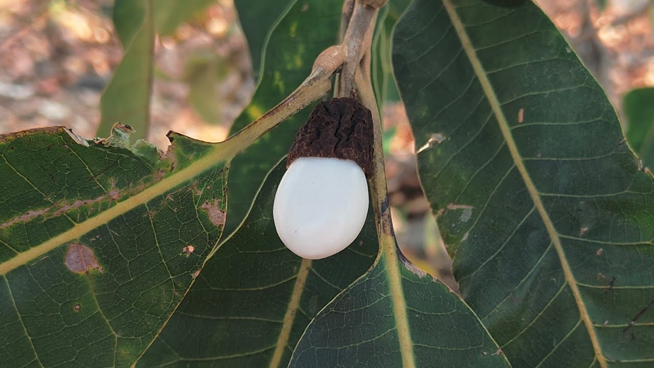 White Bhilawa Seeds In Tree 📞:- 8999204361 | Safed Biba Seeds Ped - YouTube