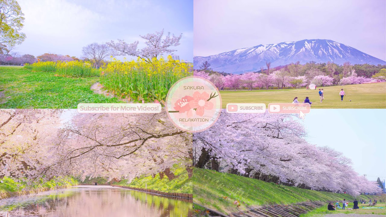 Japanese Sakura Relaxation Photos EP177 | Relaxing Music • 美しいリラックス ...