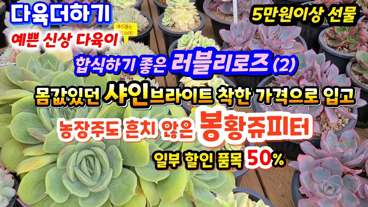 다육더하기1 새로운 신상 로망 러블리로즈 헤라 봉황쥬피터 샤포테 샤인브라이트 온슬로우 Youtube
