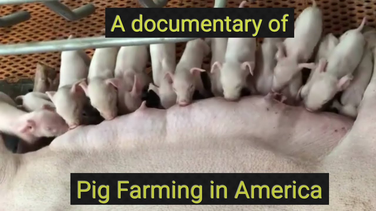 A documentary of Pig Farming in America - YouTube
