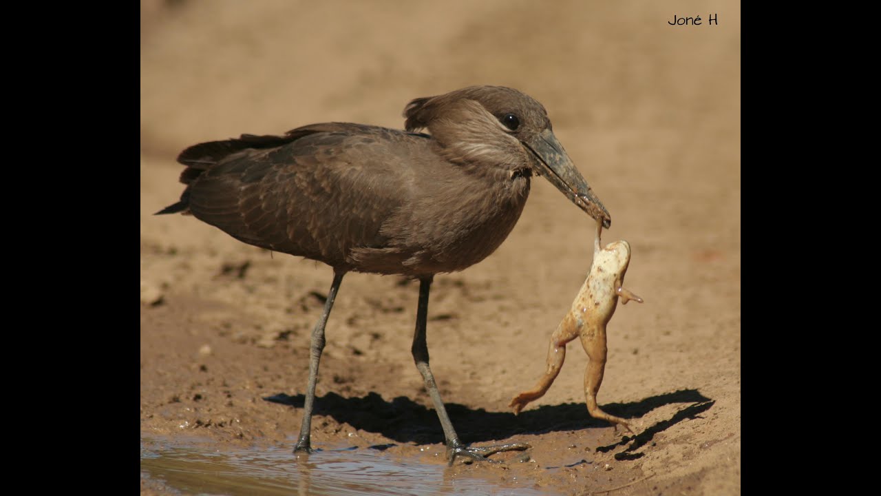 Bird Eating Frog