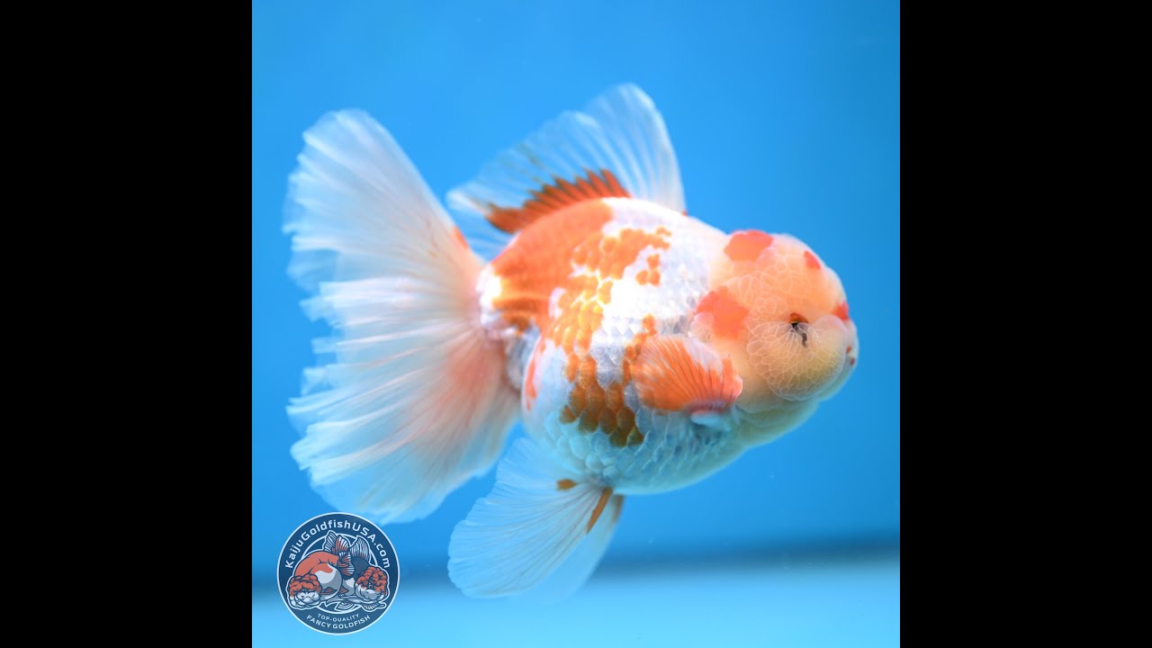 Red White Orchid Tail Oranda 3.8 inch Body (250613_OR10) - YouTube