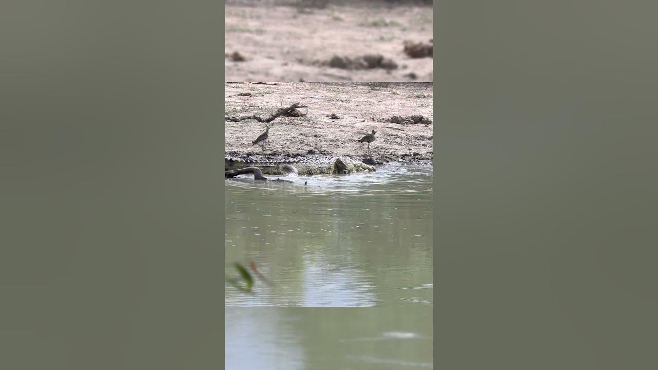 Sneaky Croc parks next to feathered feast #wildlife #nature #reptiles # ...