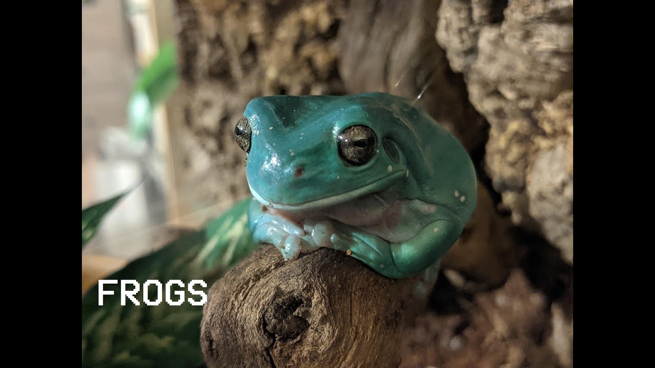 Smooth Brain Talk: Amphibians - YouTube