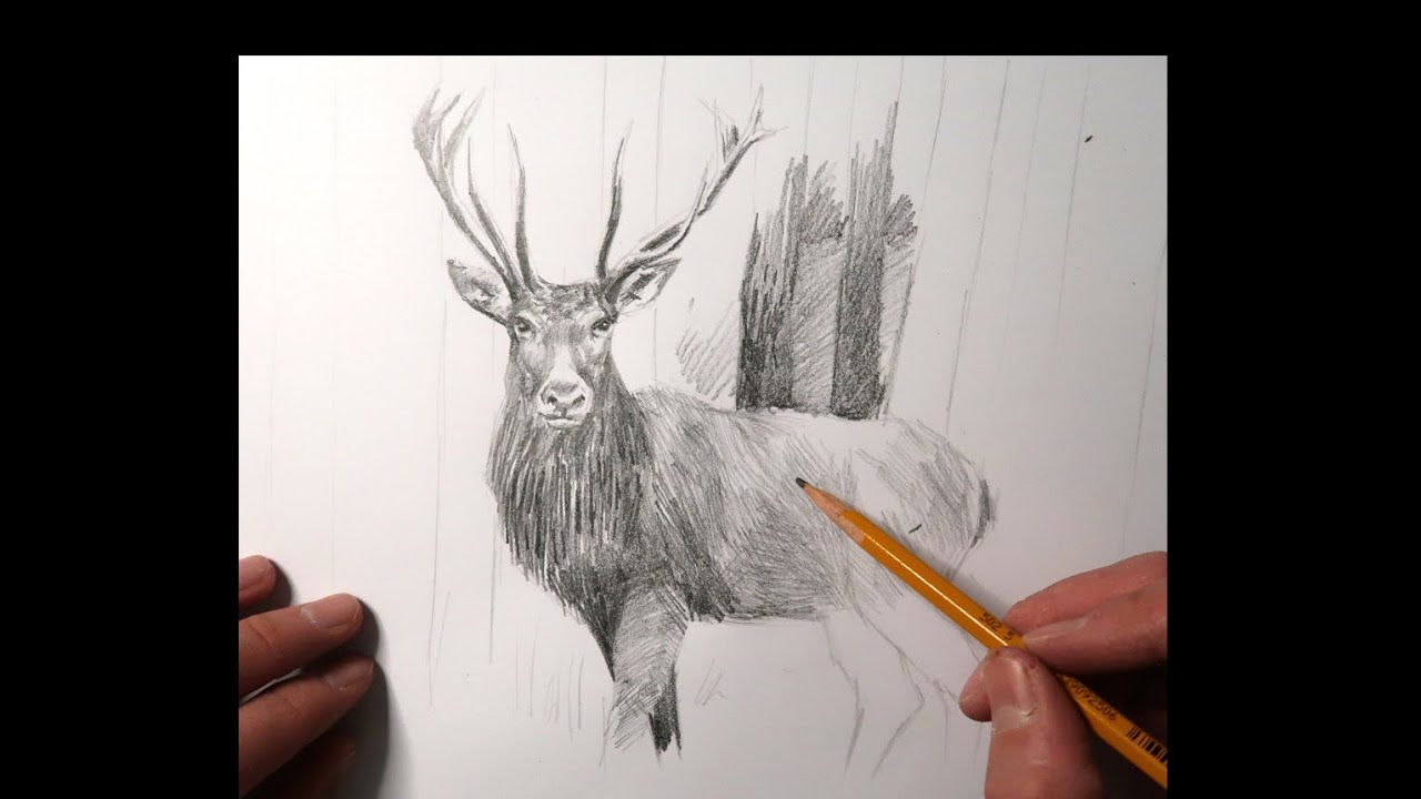 The Red Deer. Step by step drawing - YouTube