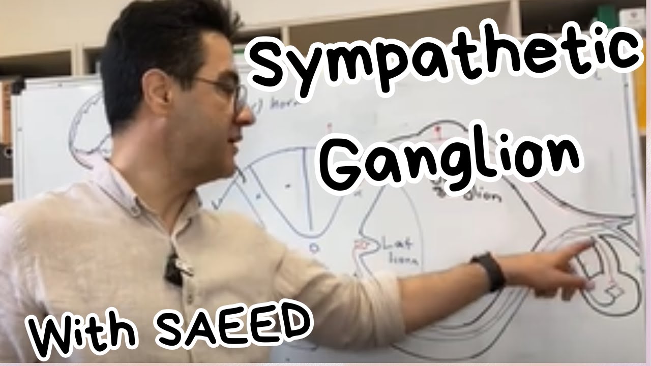 The Science of Anxiety: Understanding the Sympathetic Nervous System ...