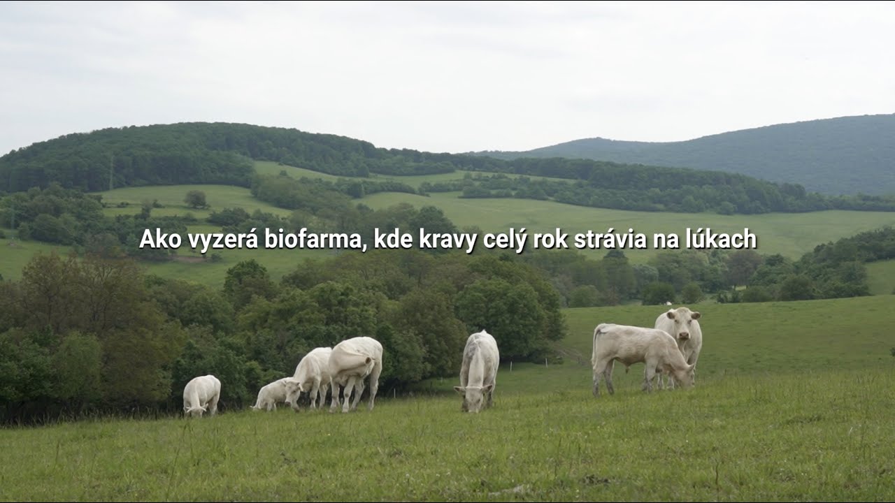 Ako vyzerá biofarma, kde kravy celý rok strávia na lúkach - YouTube