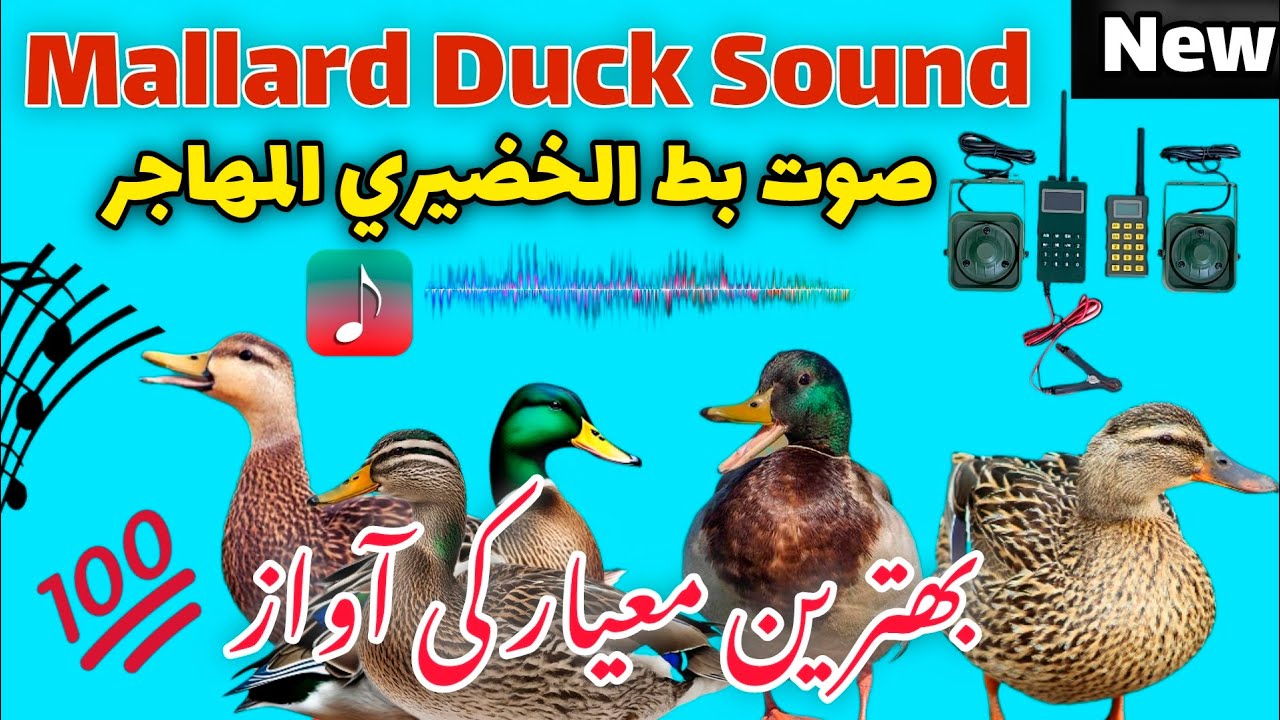 Mallard duck call / Duck hunting sound / Mallard duck sound 2025 # ...
