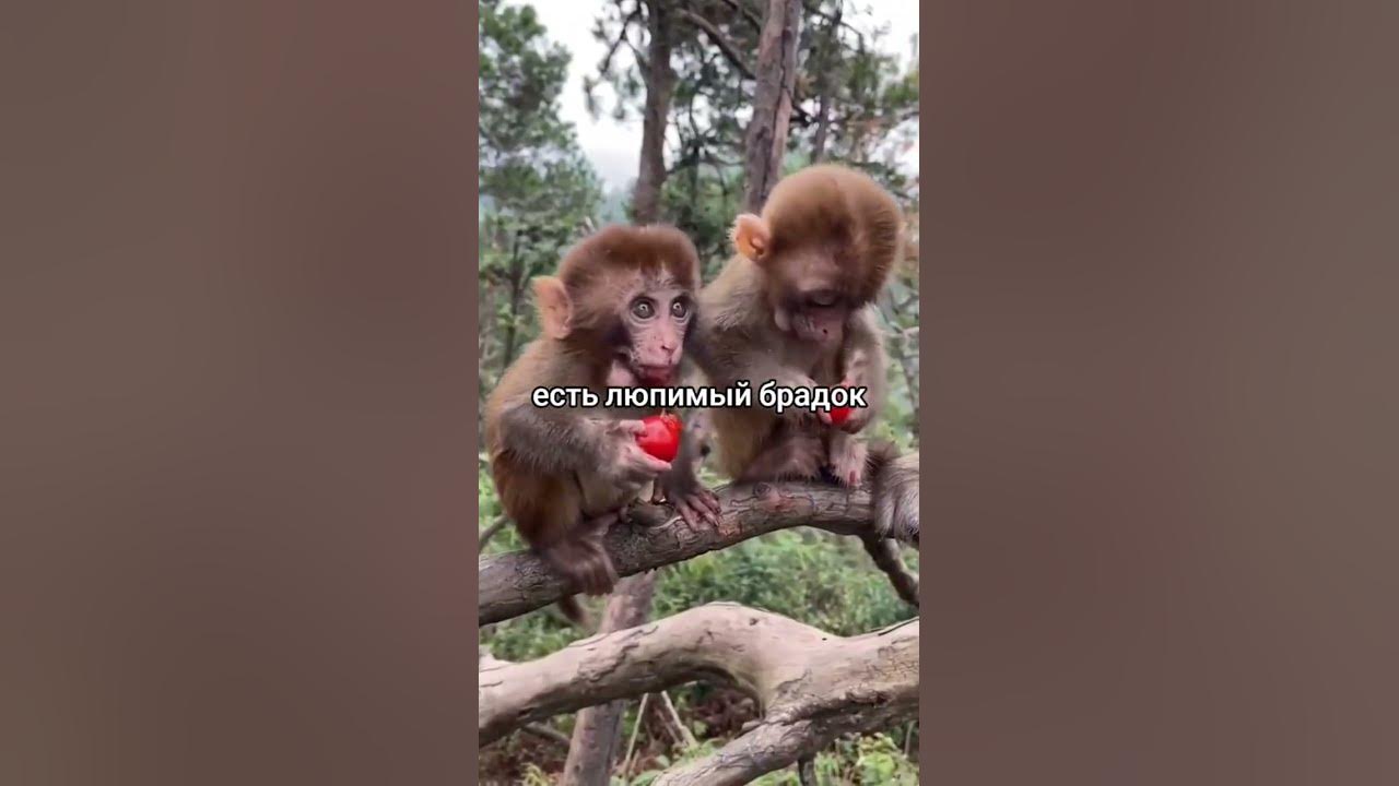 #бибизяна #бибизяны #брадок #рекомендации - YouTube