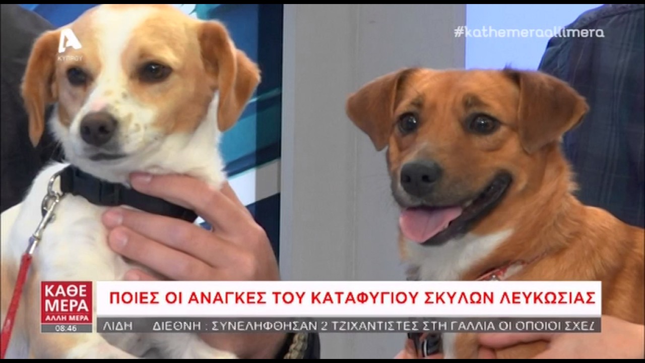 ΚΑΤΑΦΥΓΙΟ ΣΚΥΛΩΝ ΛΕΥΚΩΣΙΑΣ | AlphaNews Live | AlphaNews - YouTube